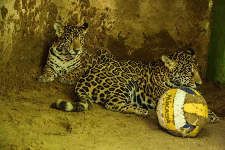 Parque Ambiental Chico Mendes - Prefeitura de Rio Branco